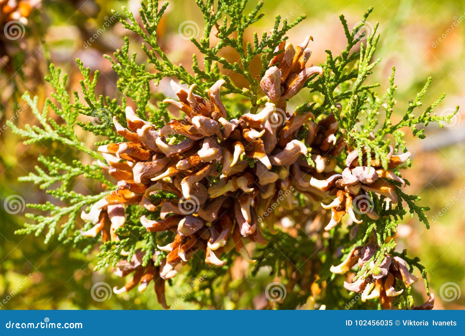 Brunch of Thuya with Cones. Thuja Part of Tree. Conifer Stock Image ...