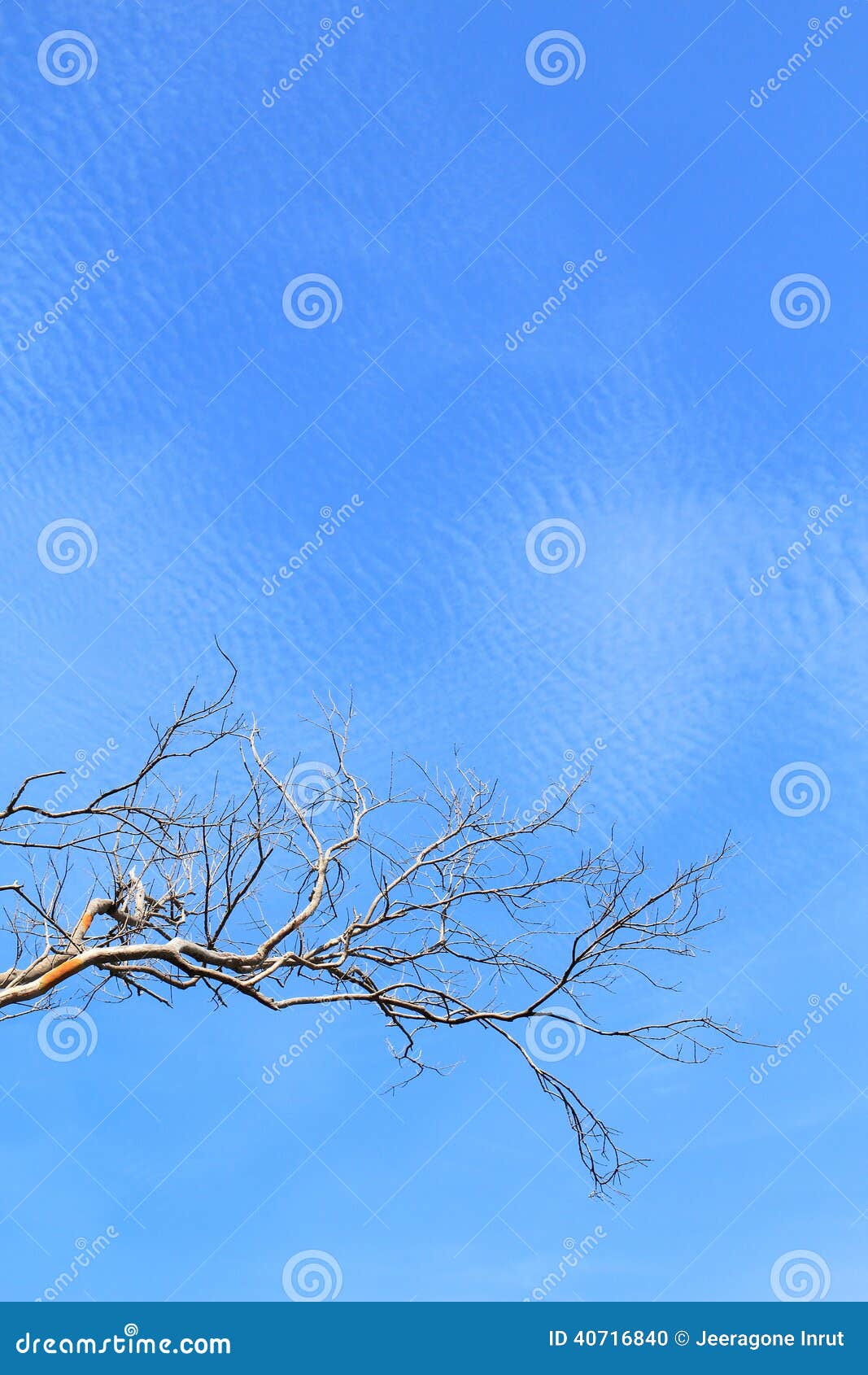Brunch of tree stock photo. Image of outdoor, weather - 40716840