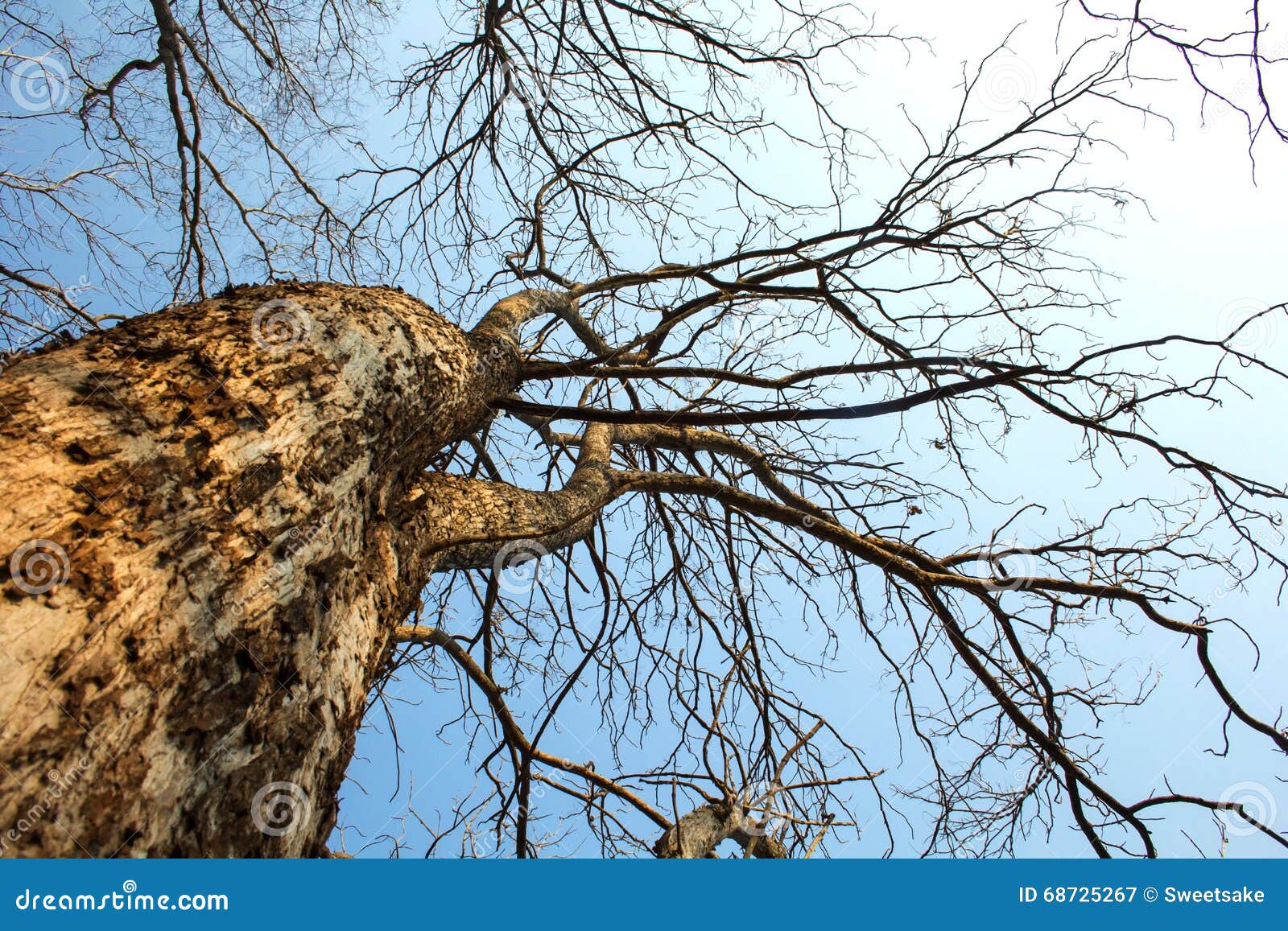 Brunch of Tree and Blue Sky Background Stock Image - Image of beautiful ...