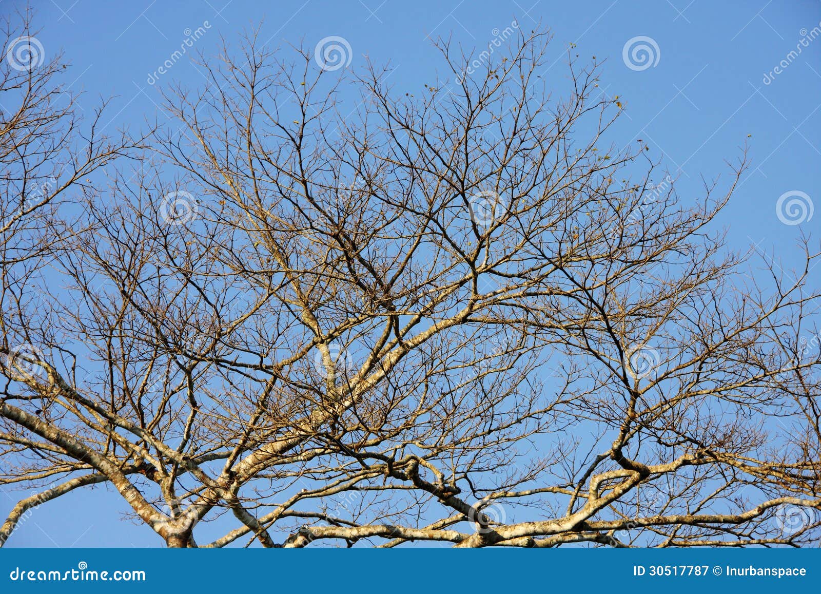Brunch of tree stock image. Image of silhouette, evening - 30517787