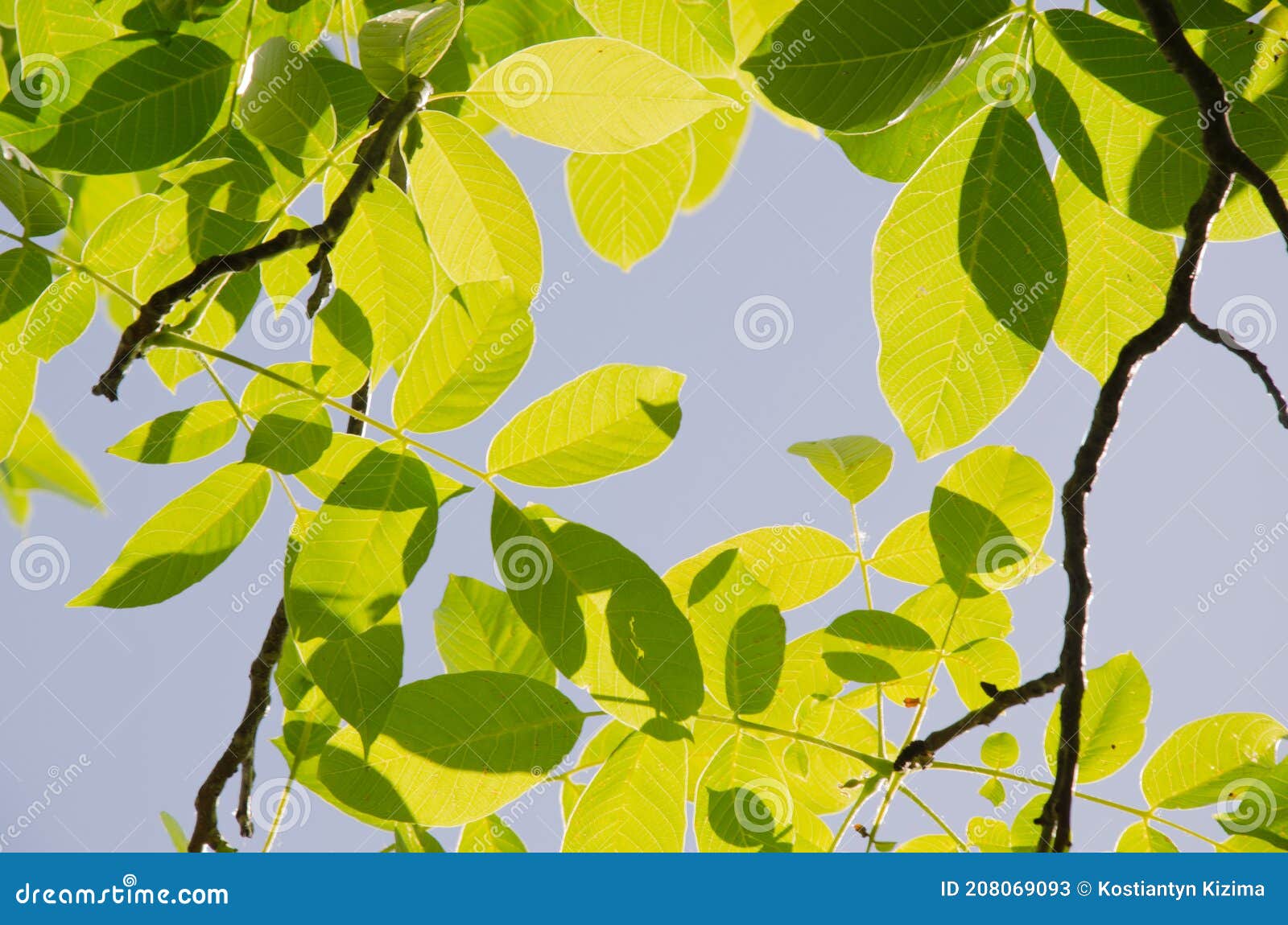 Brunch of a Tree, Green Leaves on Sky Background Stock Image - Image of ...