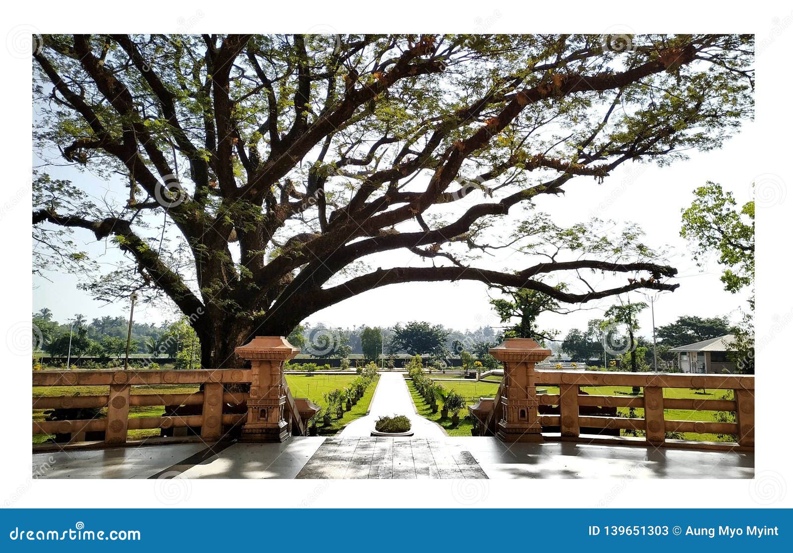 A brunch stock image. Image of brunch, tree, myanmar - 139651303