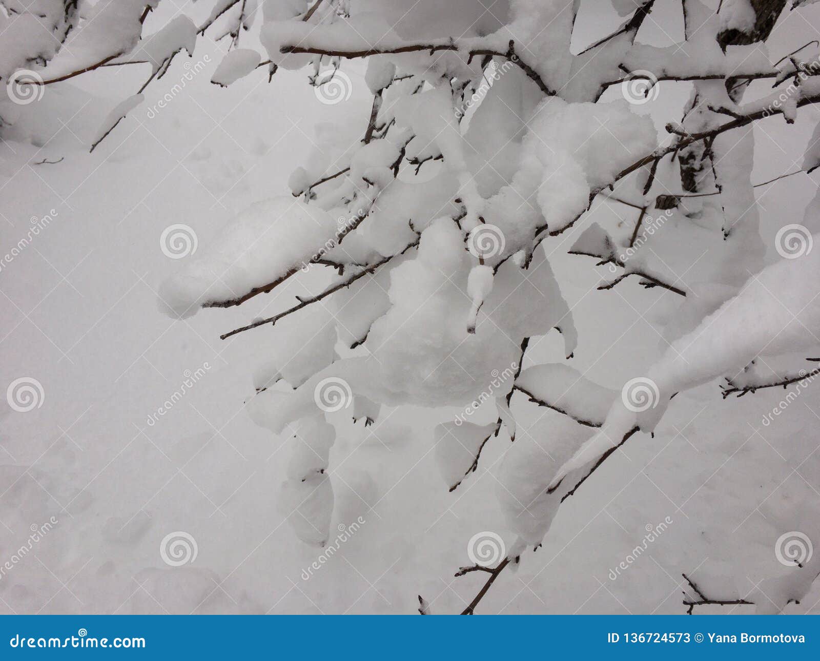 Brunch of Tree after Snowfall Stock Image - Image of season, branch ...