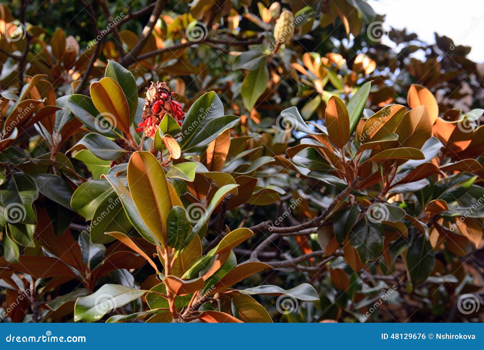 Brunches Magnolia Tree Fruit Stock Photos - Free & Royalty-Free Stock ...