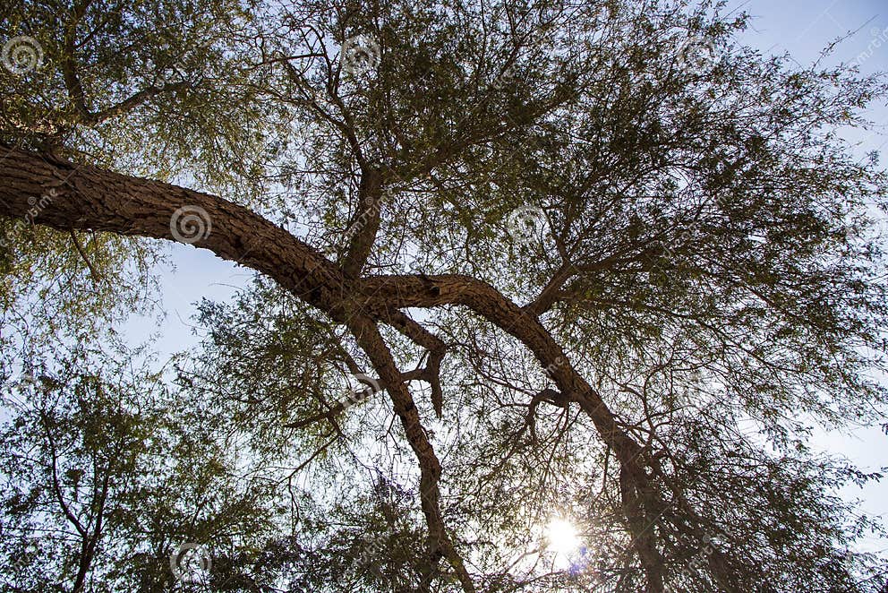 Brunches of a Tree with Blue Sky on the Background. Outdoors Stock ...