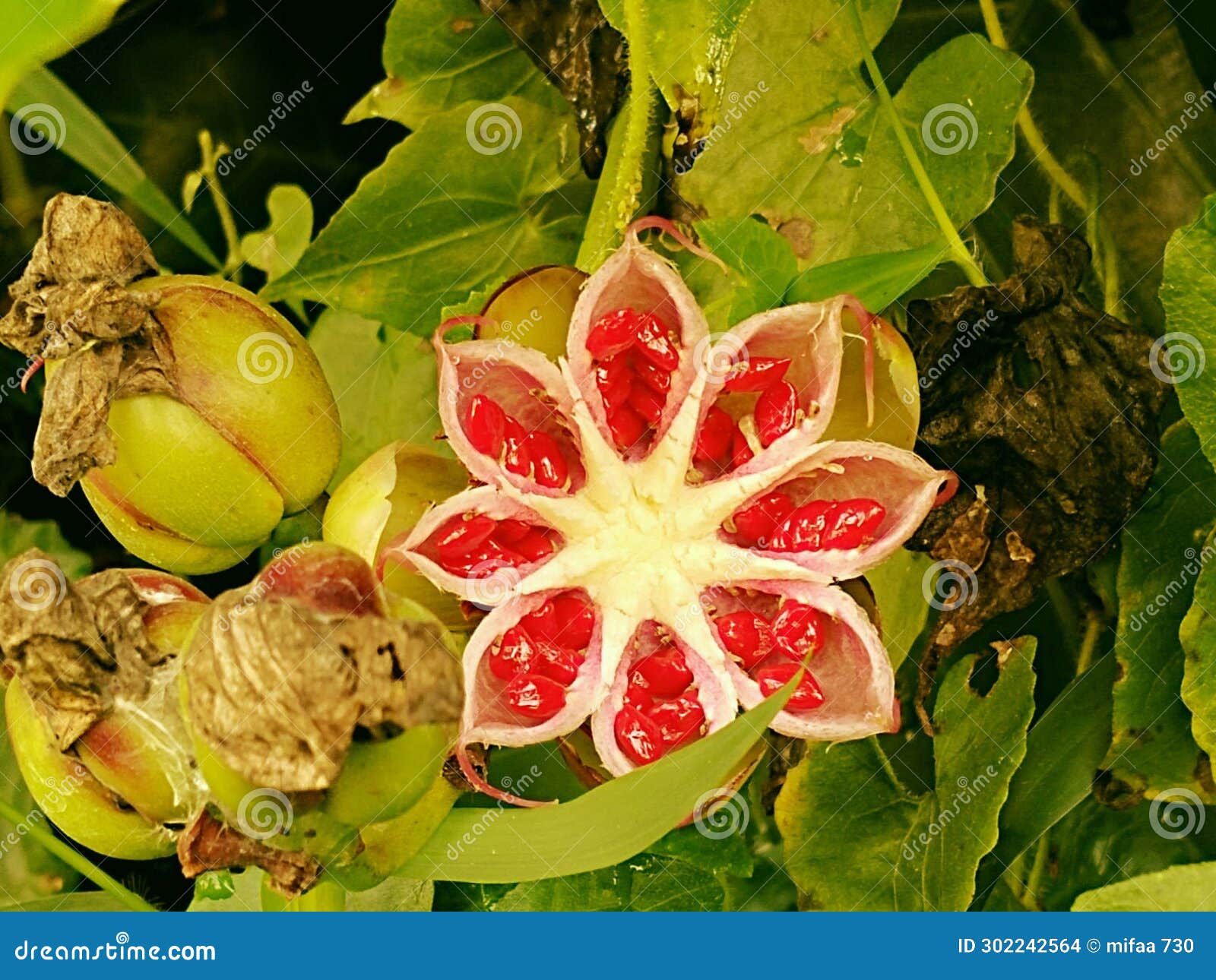 Brunei& X27;s National Flower Contains Cherry Red Spikes Stock Photo ...