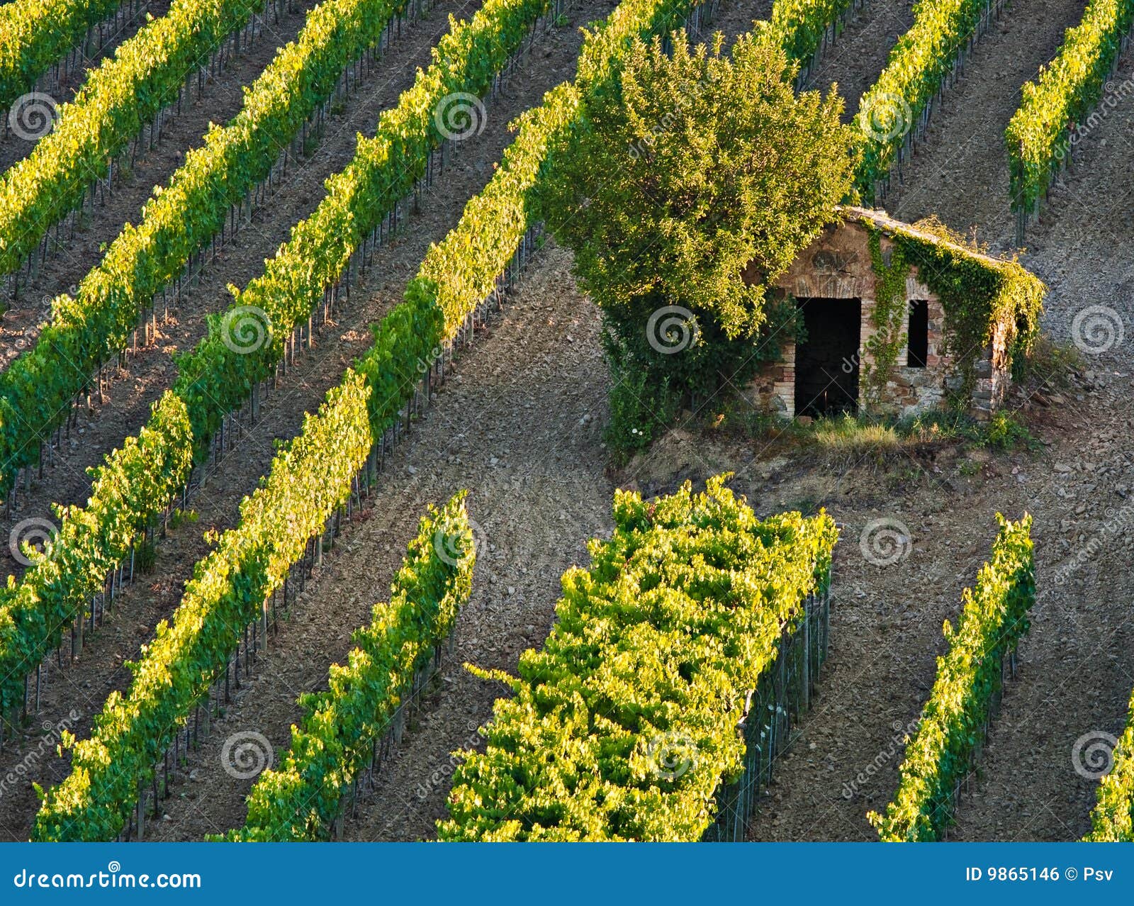 Brunello Di Montalchino Grows There Stock Photo - Image of foliage ...