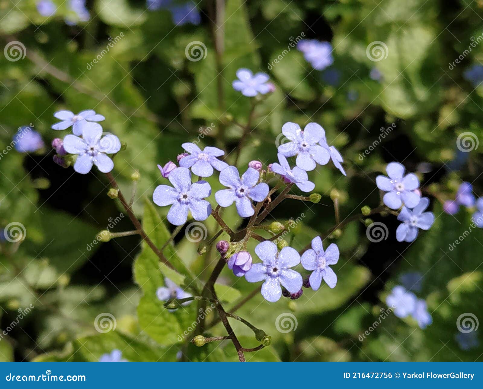 Flower Of Brunera Macrophylla Stock Photography | CartoonDealer.com ...