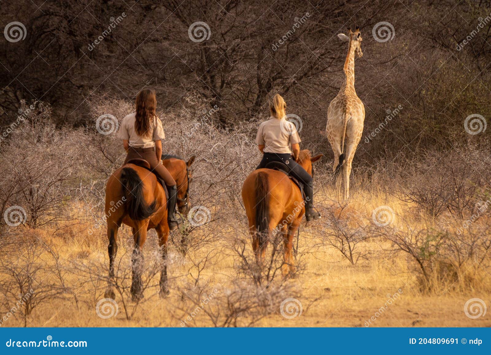 Brunette and Blonde Ride after Southern Giraffe Stock Image - Image of ...
