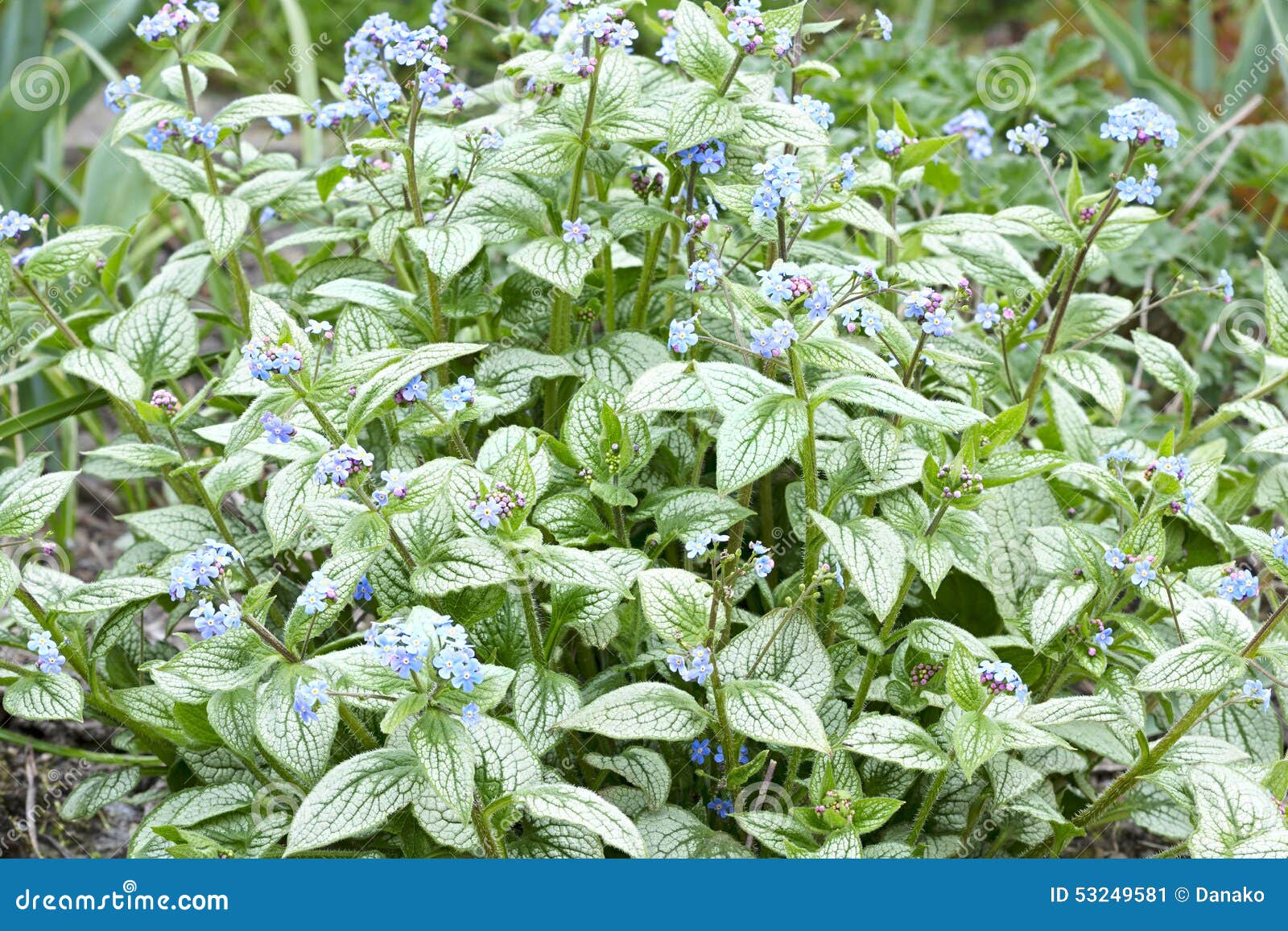 Brunnera flower stock image. Image of full, people, inflorescence ...