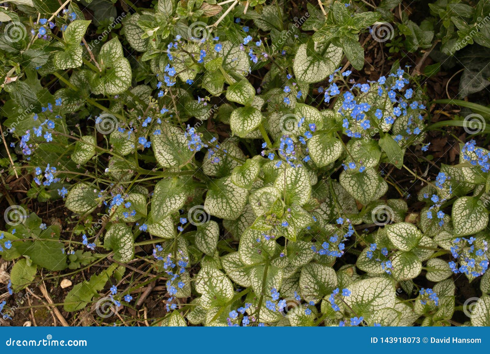 Brunnera `Jack Frost` Planted In Mixed Border In Combination With Red ...