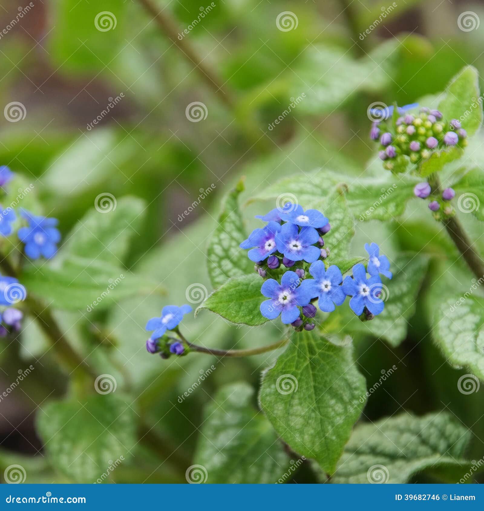 Brunnera macrophylla stock photo. Image of forget, nature - 39682746