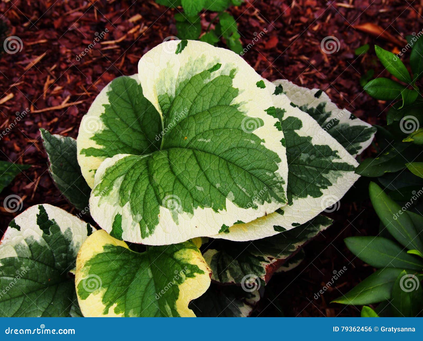 Brunnera Macrophylla Variegata Stock Photo - Image of beauty, flora ...