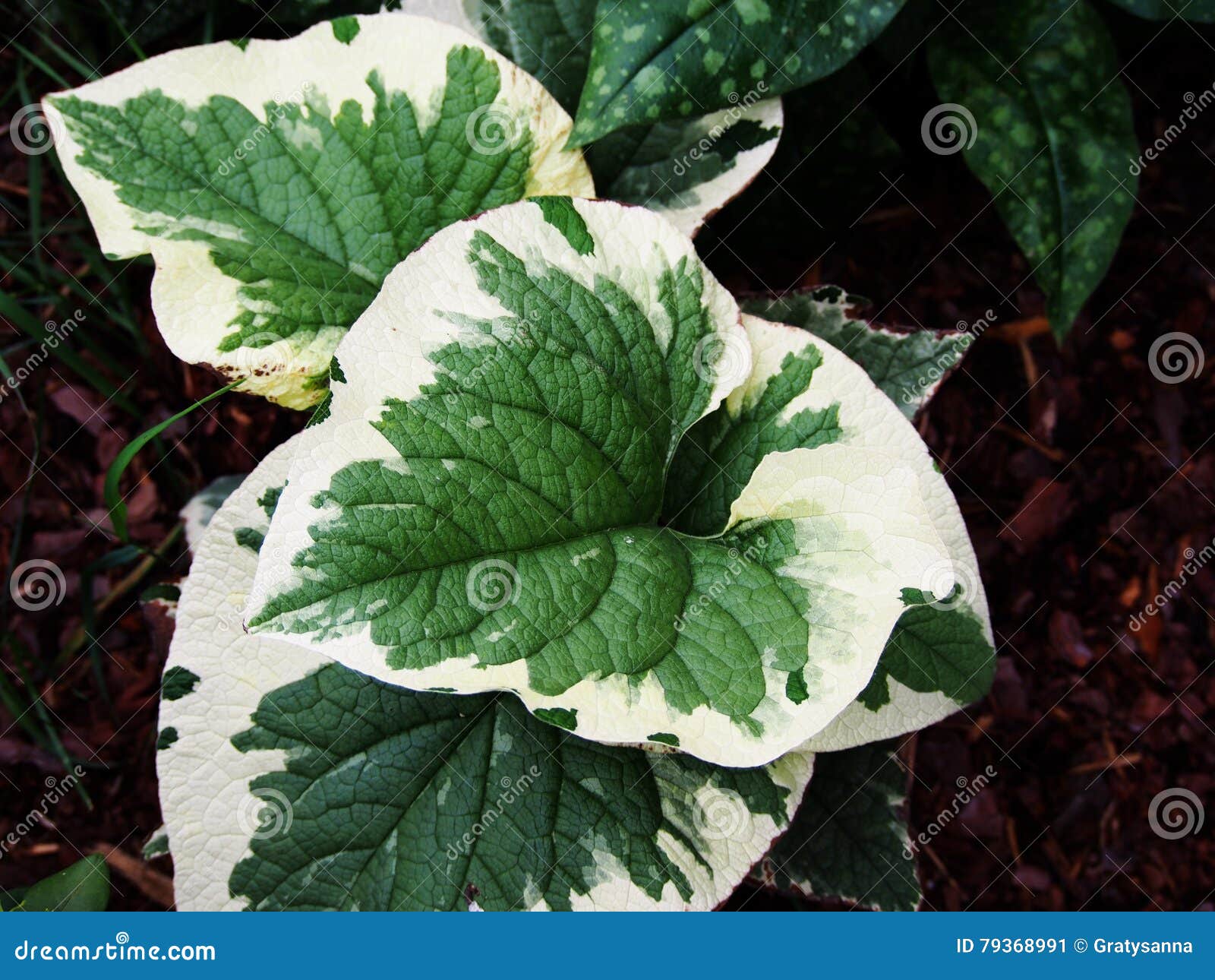 Brunnera Macrophylla Variegata Stock Image - Image of nature, heartleaf ...