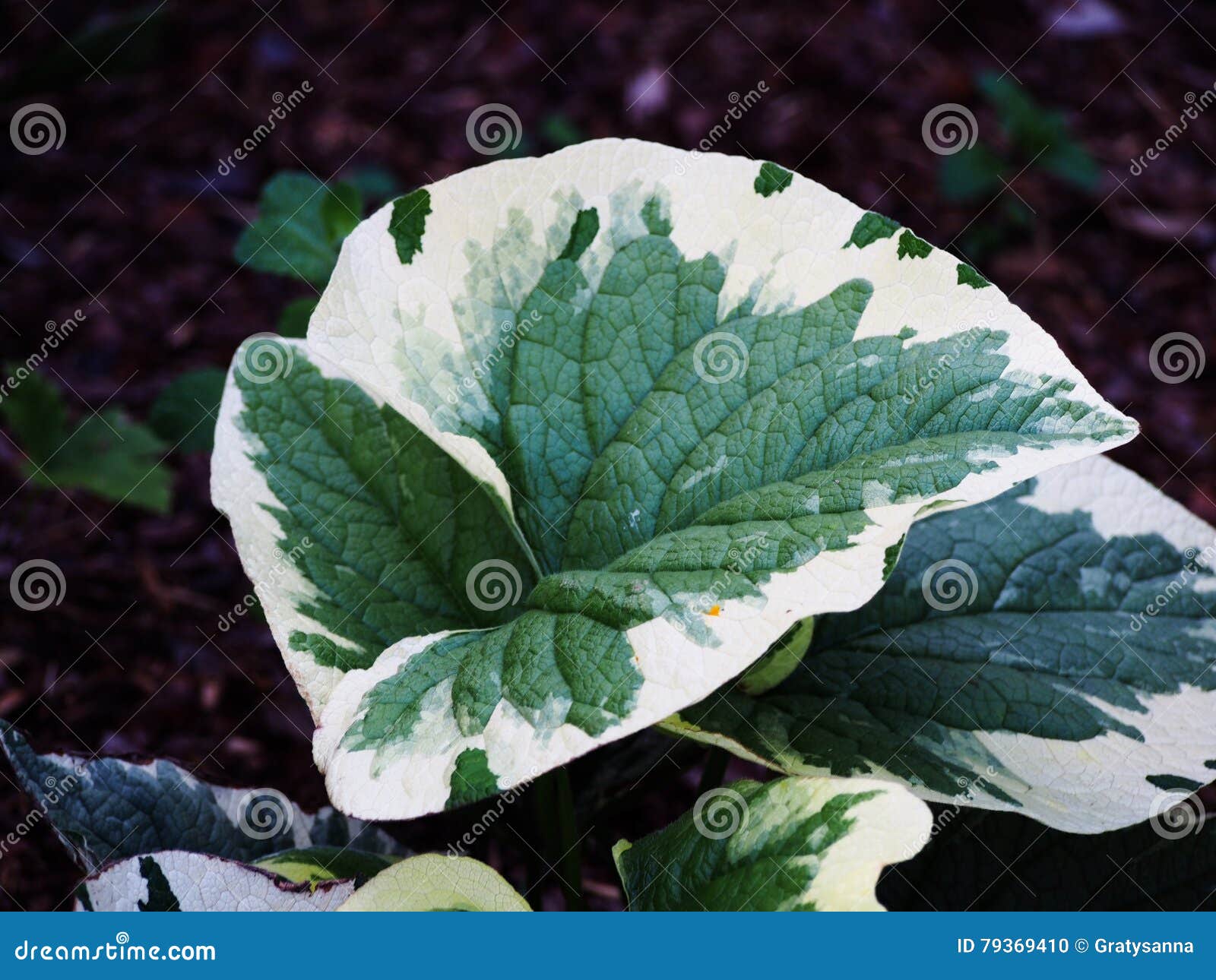 Brunnera Macrophylla Variegata Stock Photo - Image of heartleaf, beauty ...