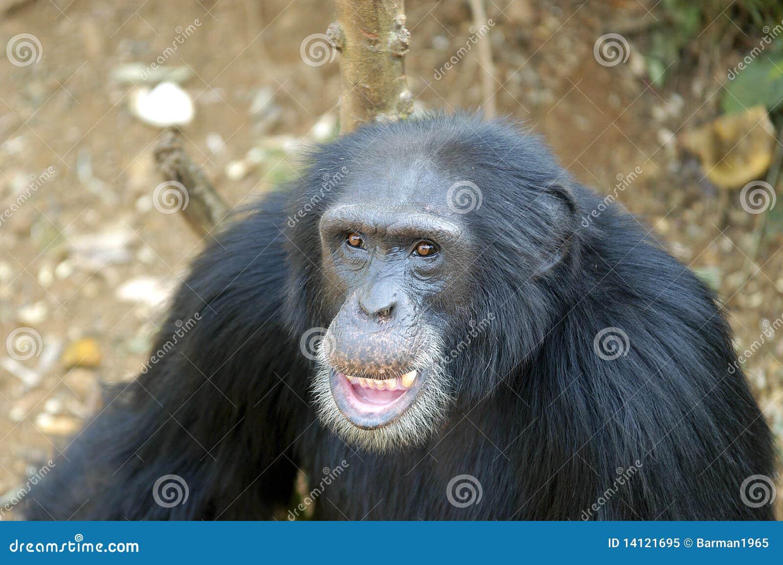Bruno stock image. Image of male, freetown, tacugama - 14121695