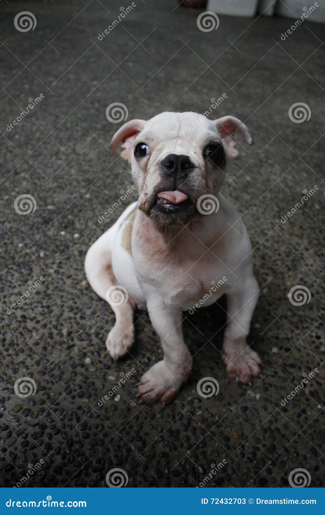 Bruno the Dog stock image. Image of adorable, tongue - 72432703