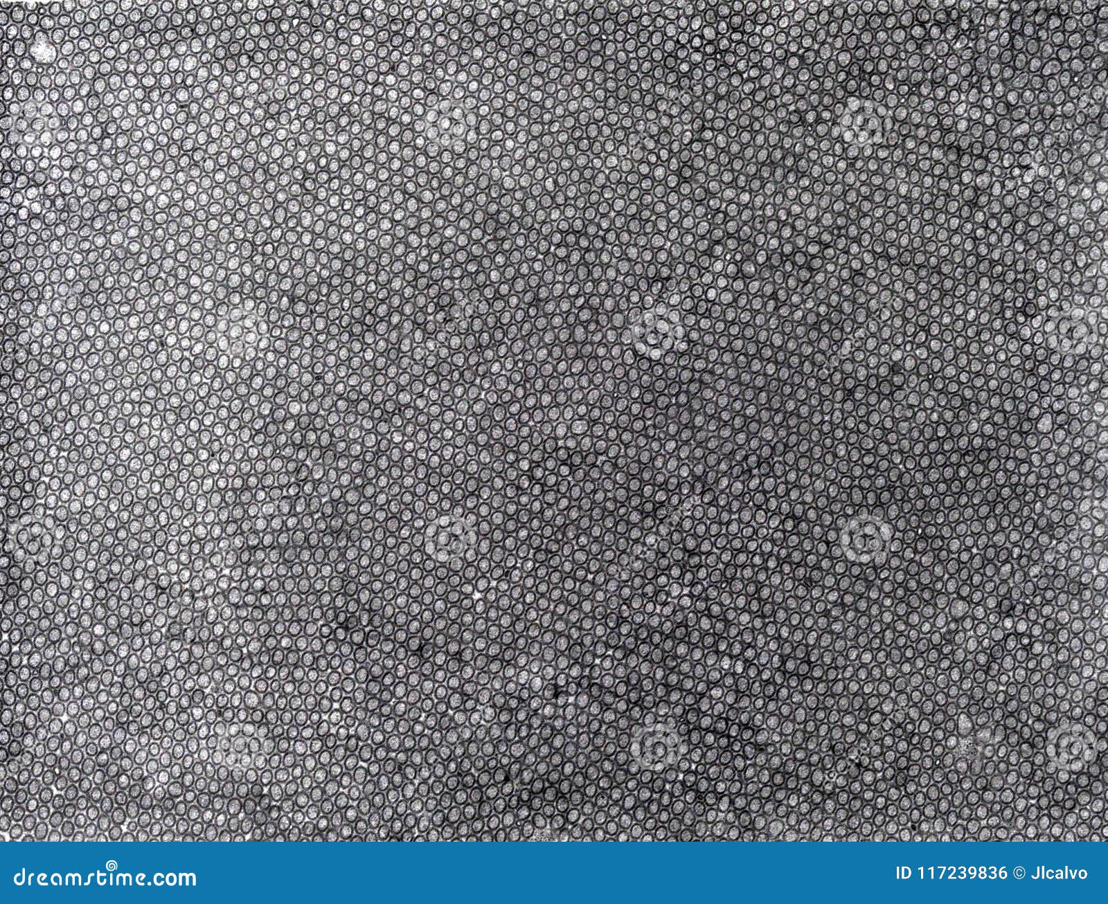 Brush border. Microvilli stock photo. Image of intestine - 117239836