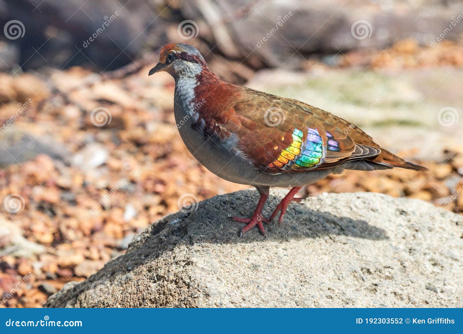 Brush bronzewing stock photo. Image of bronzewing, elegans - 192303552