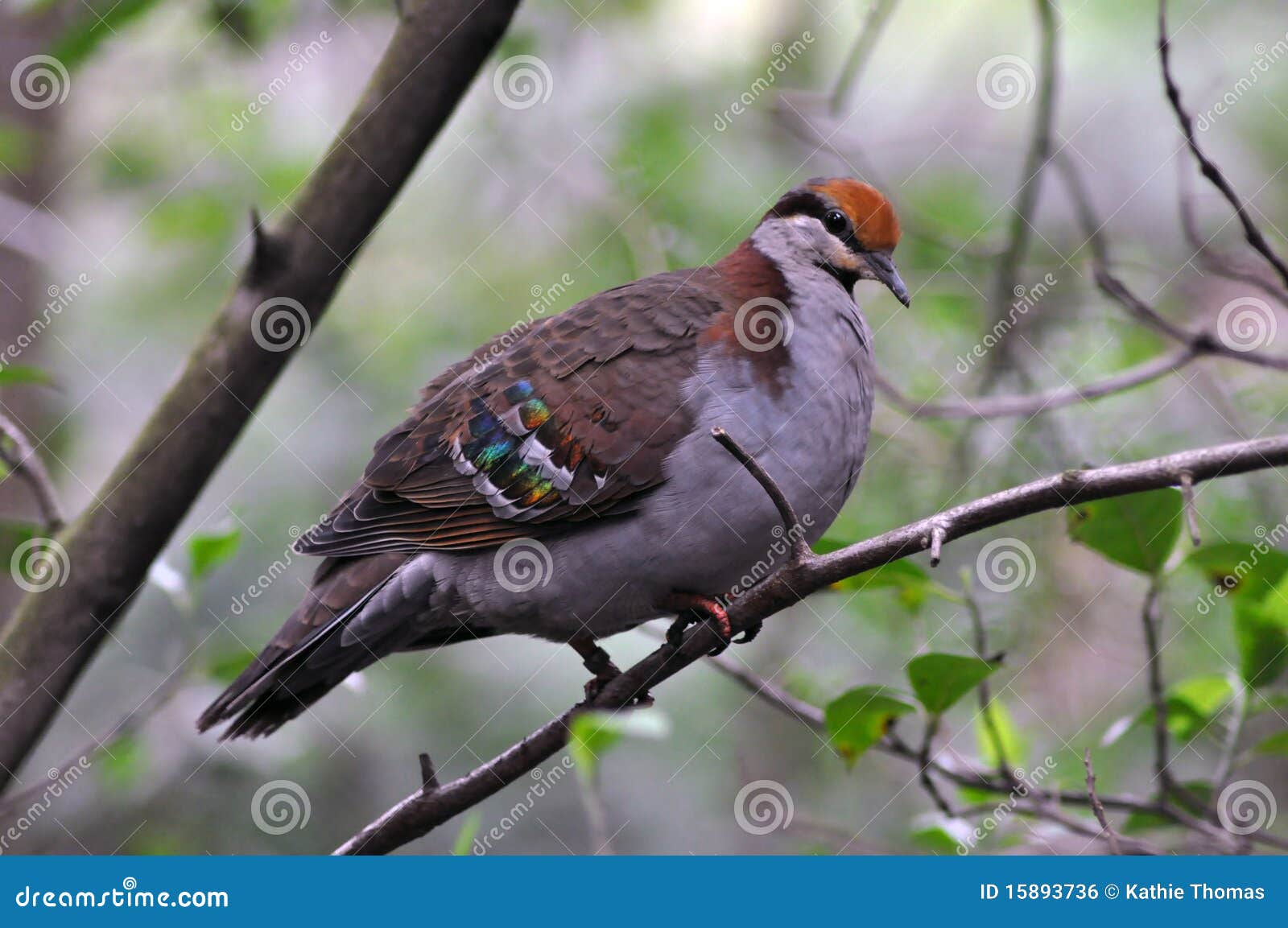 Brush Bronzewing Male (Phaps Elegans) Stock Photo - Image of pigeon, masked: 15893736