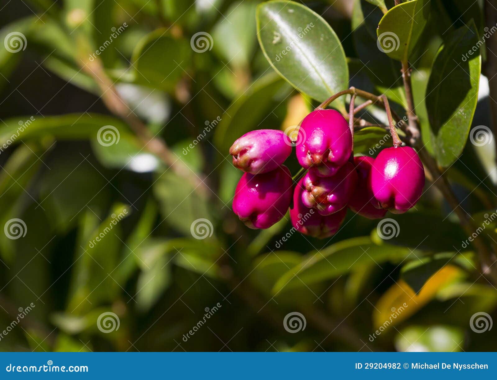 Brush Cherries Still on the Tree Stock Photo - Image of brush, pink ...