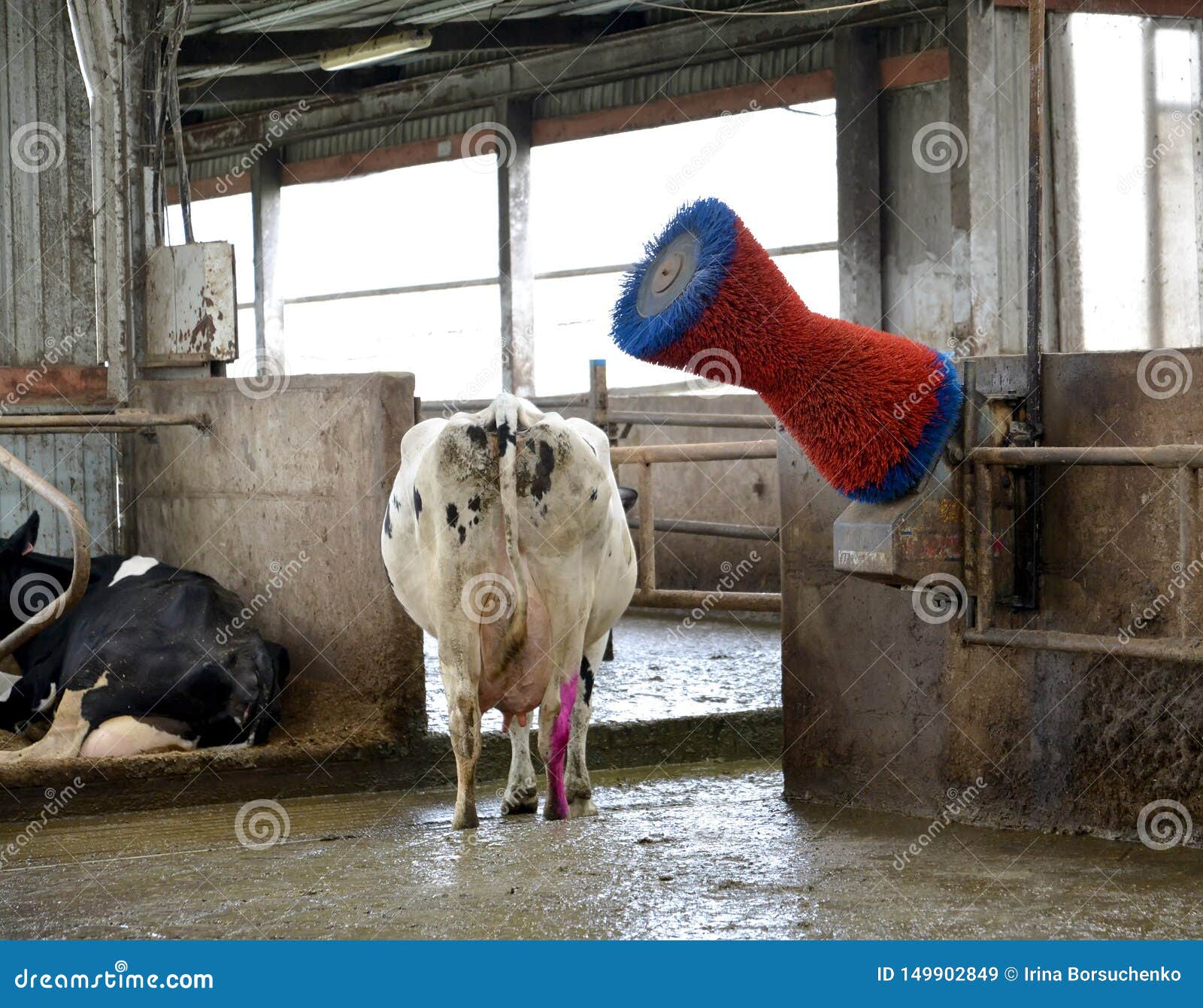 Brush for Cows in a Dairy Farm Stock Image - Image of black, production ...