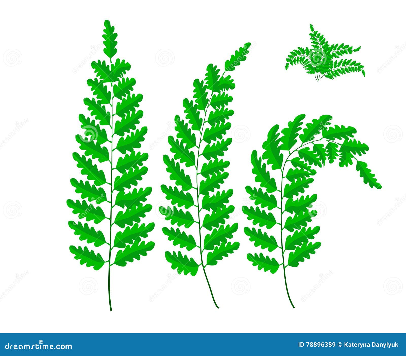 Brush of fern leaf, vector stock vector. Illustration of green - 78896389
