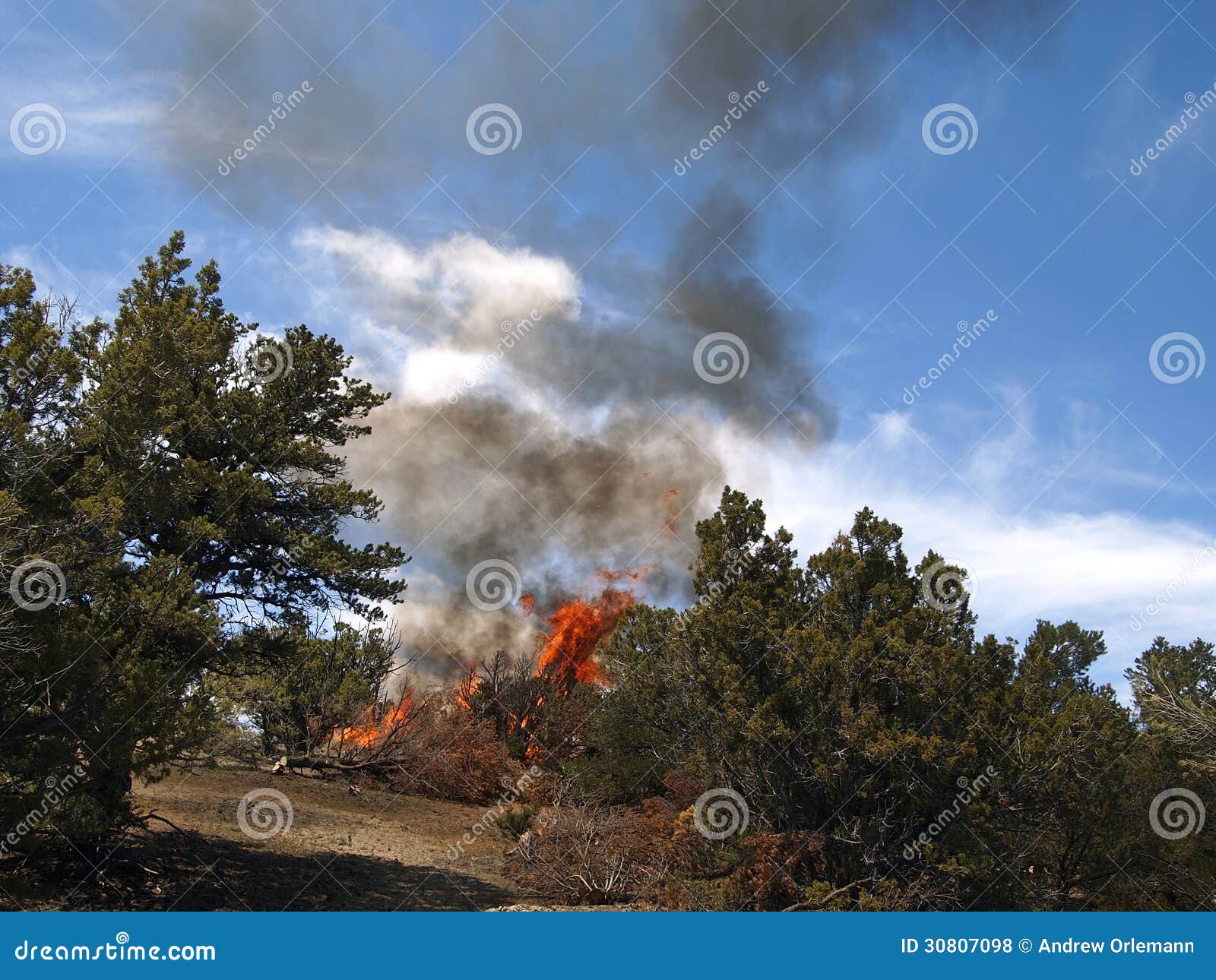 Brush Fire stock photo. Image of nature, heat, stems - 30807098