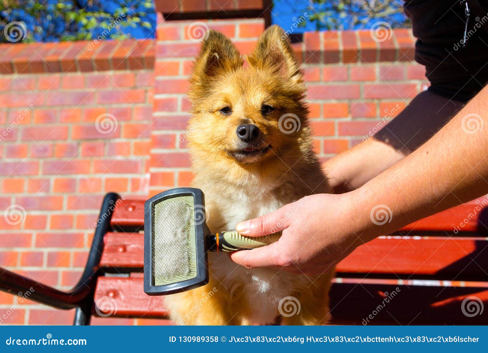 Brush Grooming on a Shetland Sheepdog Stock Photo - Image of hygiene ...