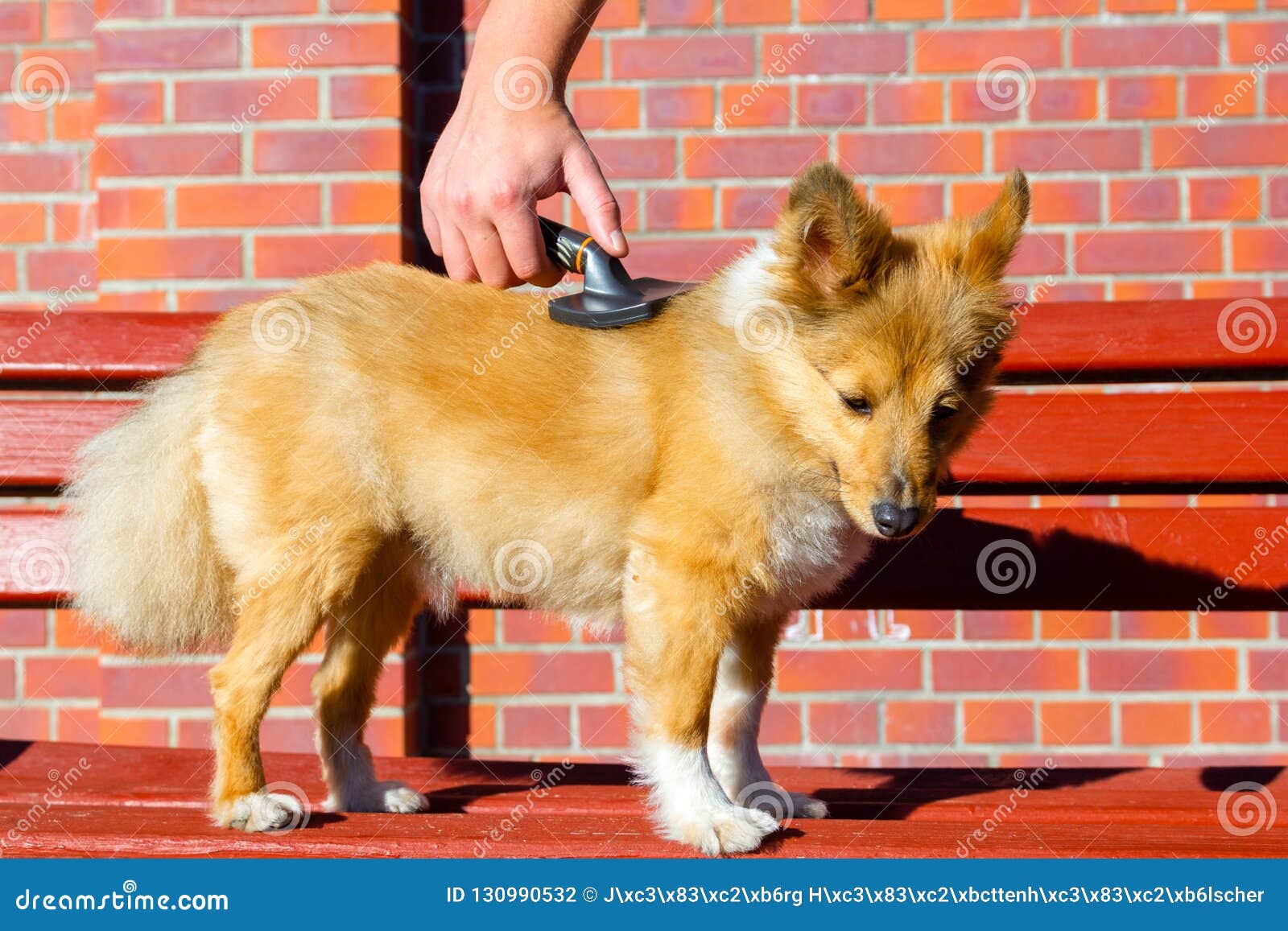Brush Grooming on a Shetland Sheepdog Stock Photo - Image of clean ...