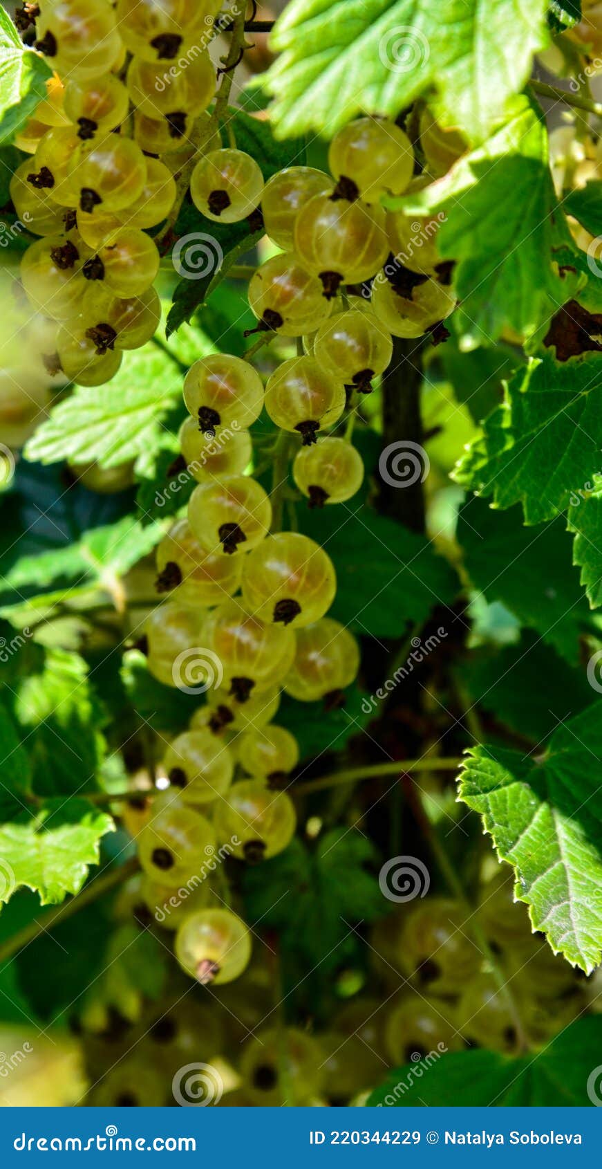 Mature White Currant Berries Stock Image - Image of currant, bush ...