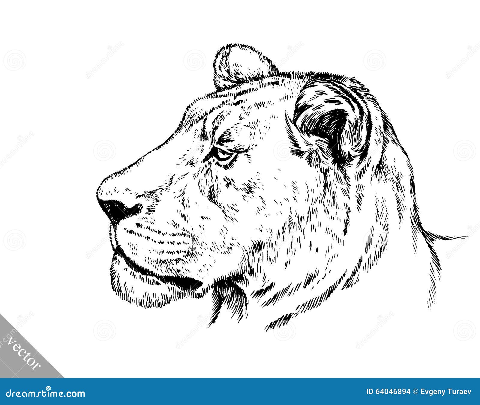 Brush Painting Ink Draw Isolated Lion Illustration Stock Vector ...