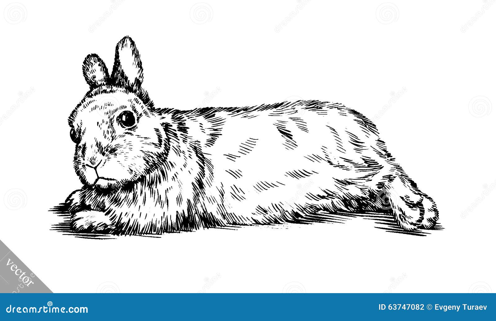 Brush Painting Ink Draw Isolated Rabbit Illustration Stock Vector ...