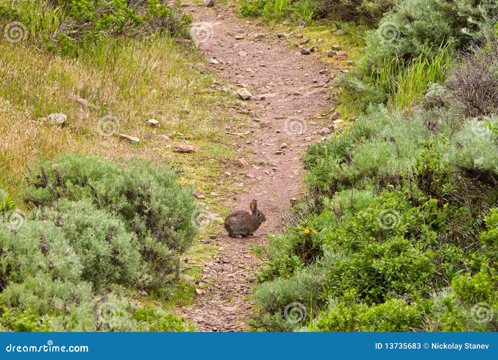 Brush Rabbit On A Hiking Trail Stock Image - Image of vegetation, trail ...