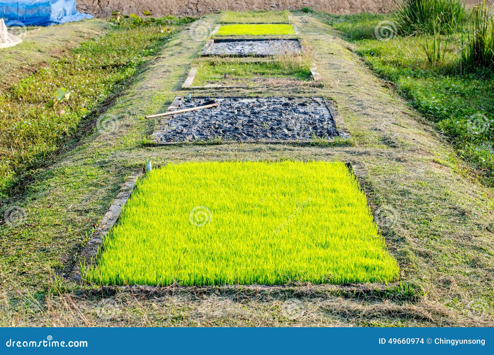 Brush the rice farming stock photo. Image of nature, crop - 49660974