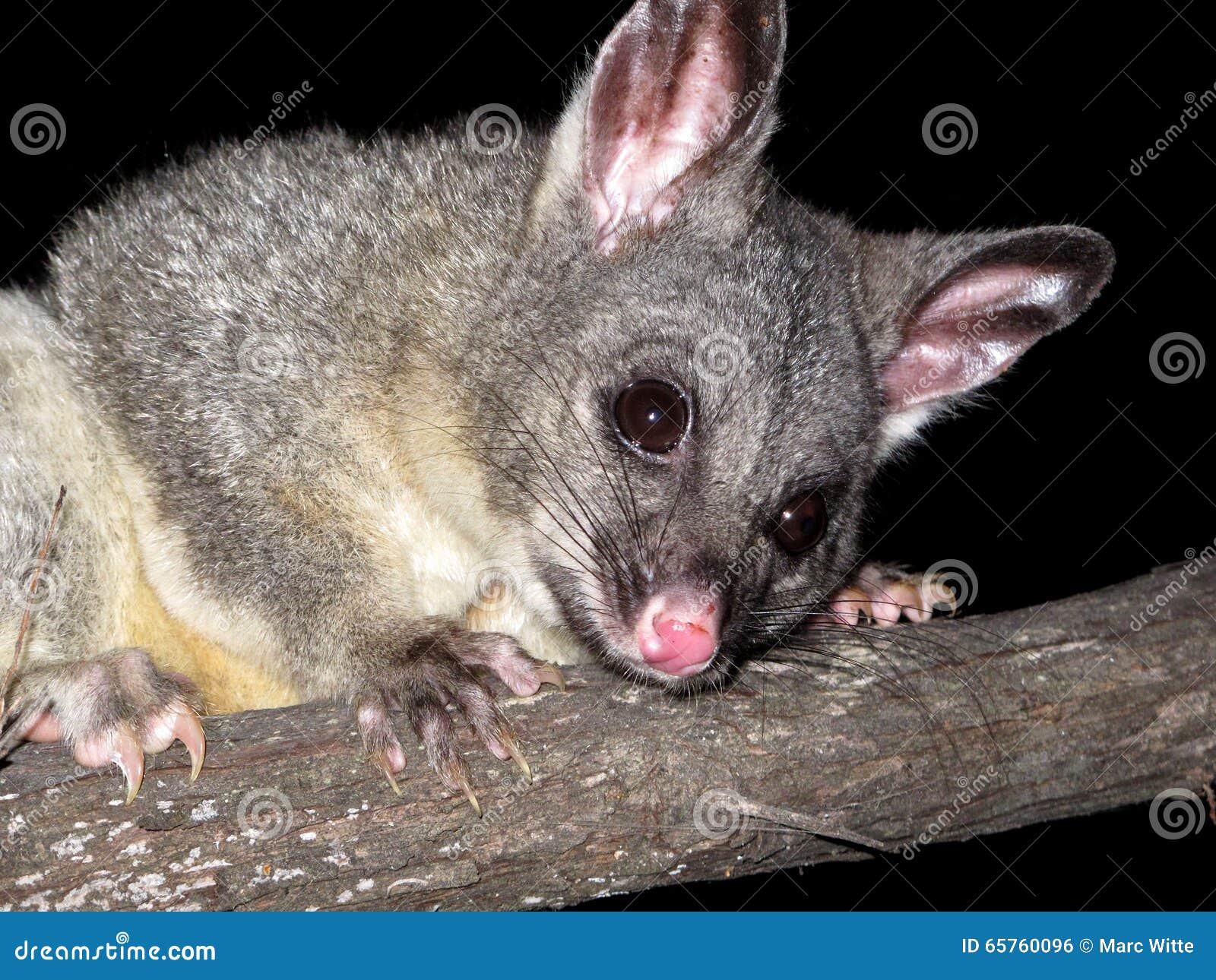 Brush tail possum stock photo. Image of nature, brushtail - 65760096