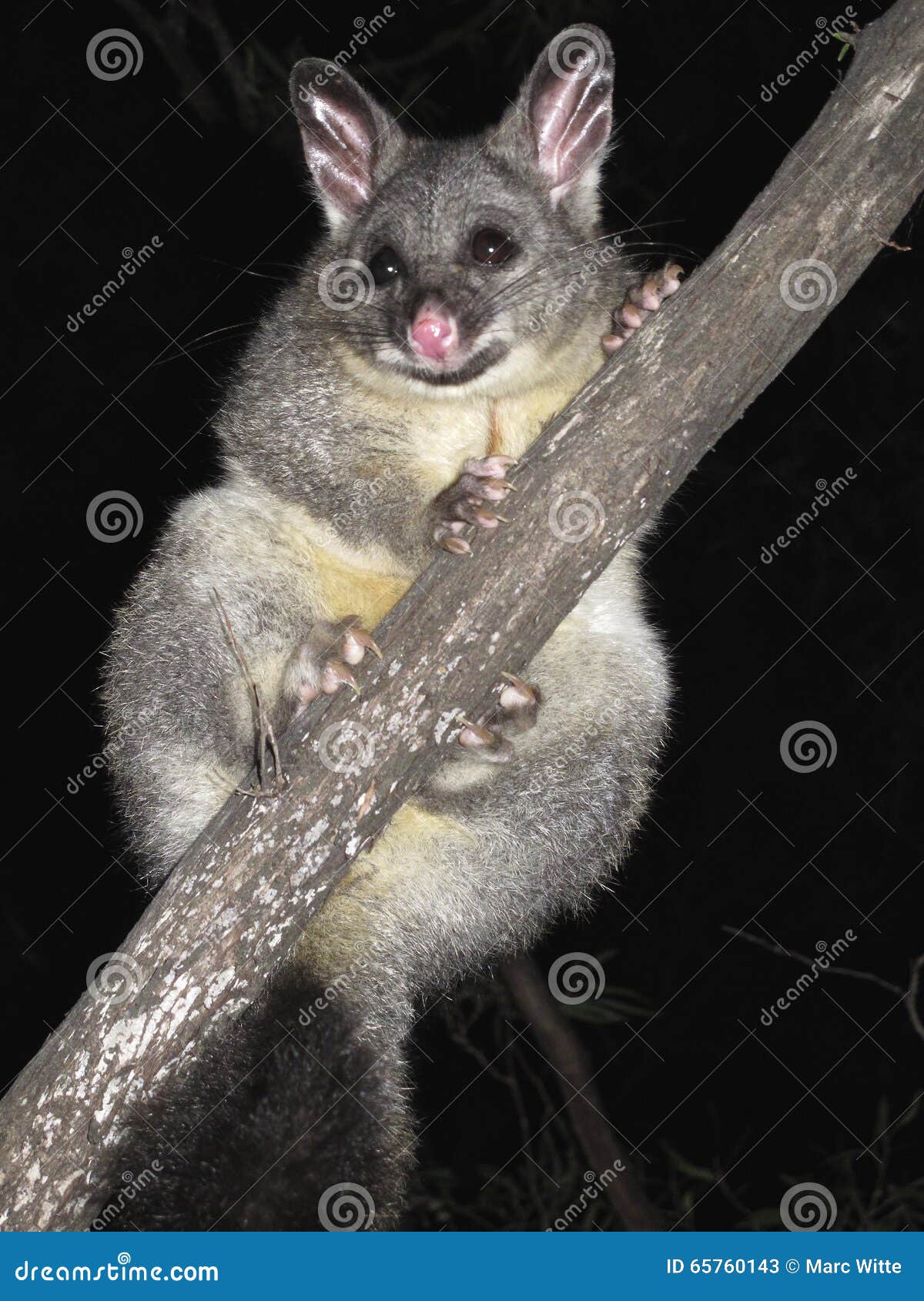 Brush tail possum stock image. Image of metatheria, habitats - 65760143