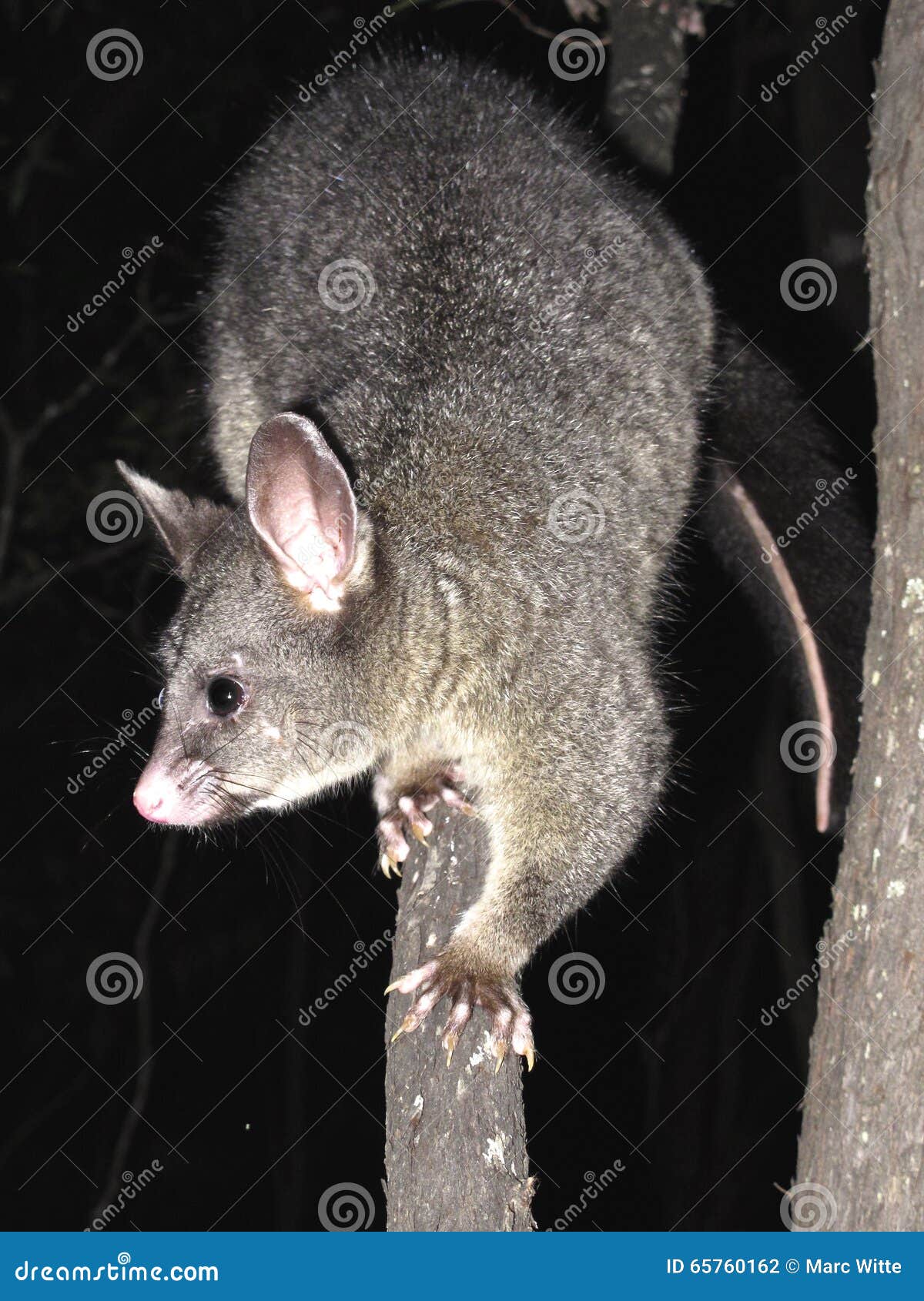 Brush tail possum stock photo. Image of ears, arboreal - 65760162