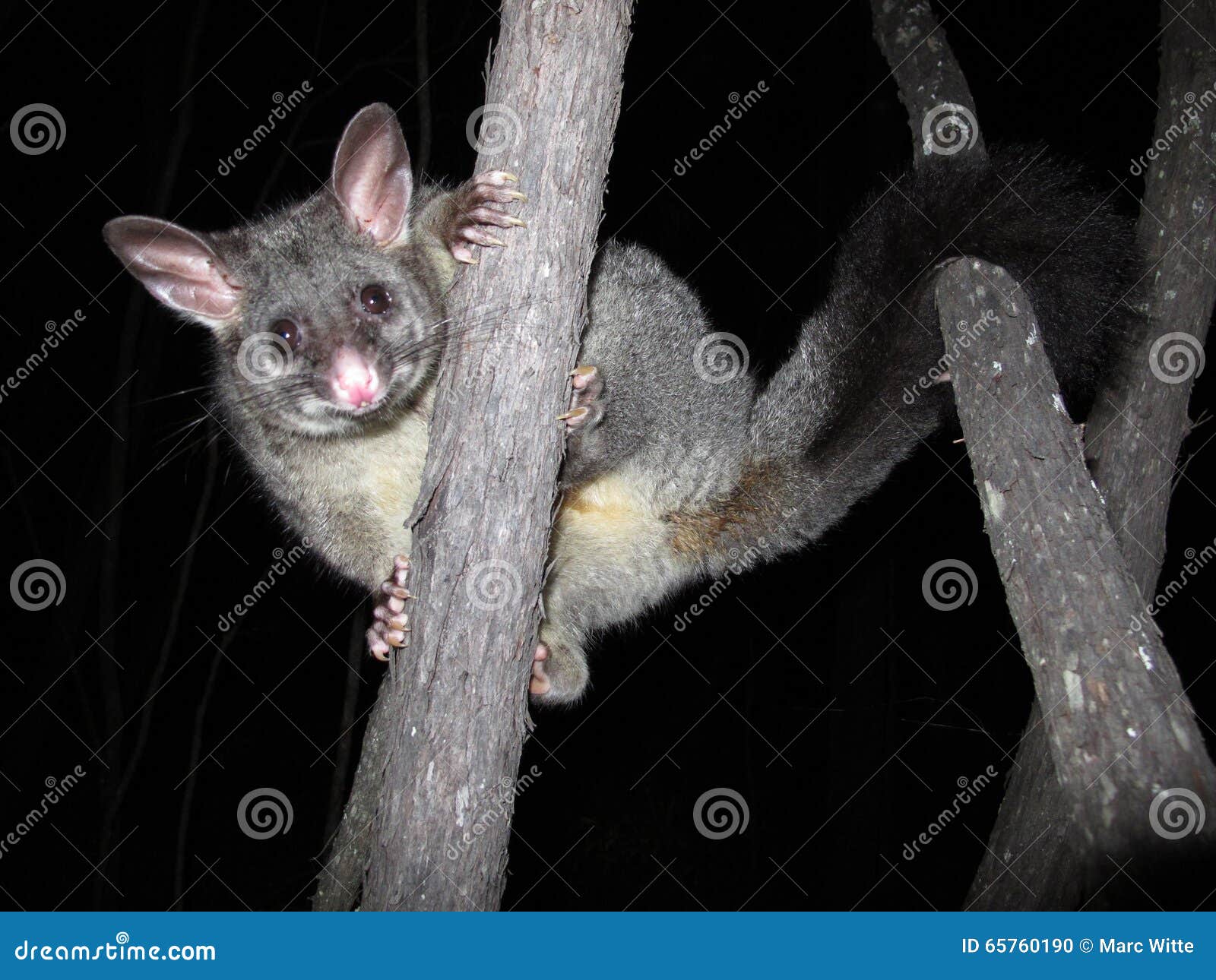 Brush tail possum stock photo. Image of grey, claw, crops - 65760190