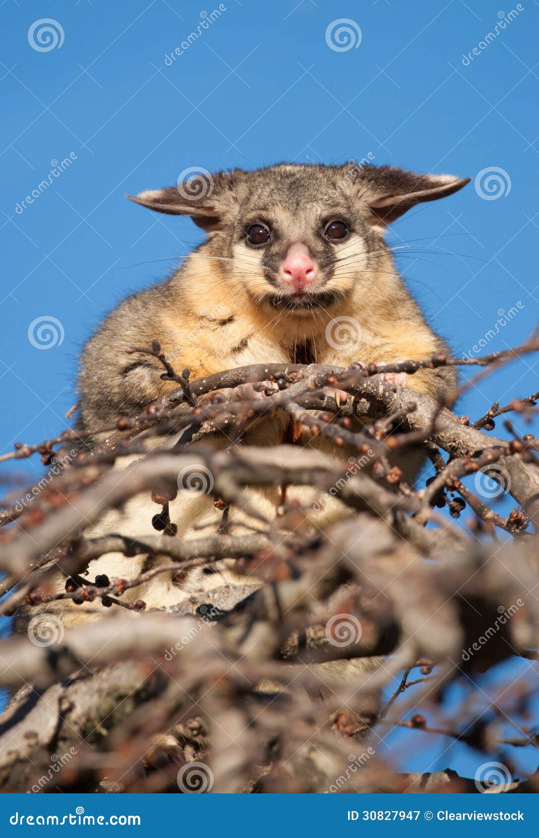 Brush tail possum in tree stock image. Image of brushtailed - 30827947
