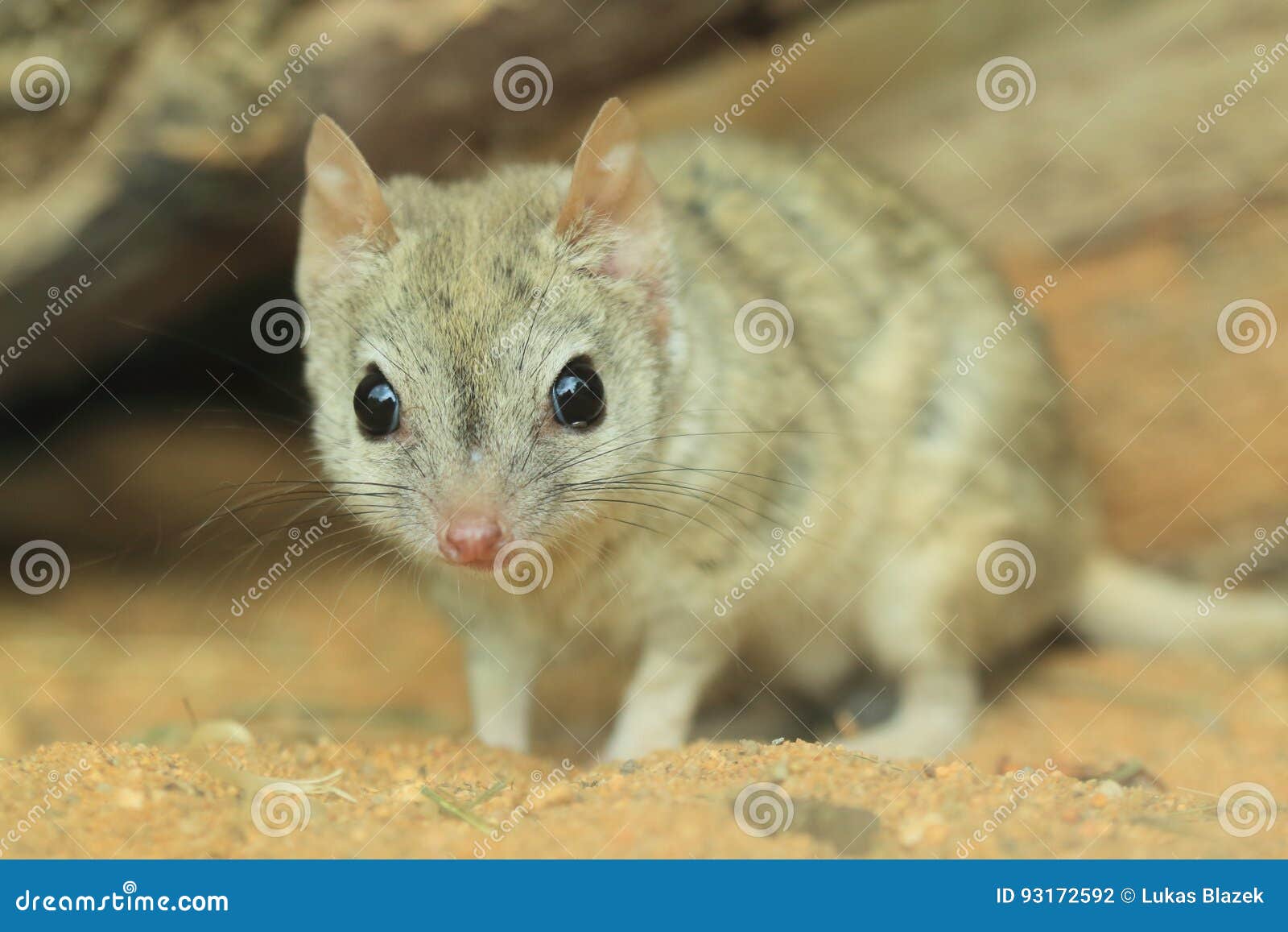 Kowari Or Brush Tailed Marsupial Rat, Dasyuroides Byrnei, Small ...