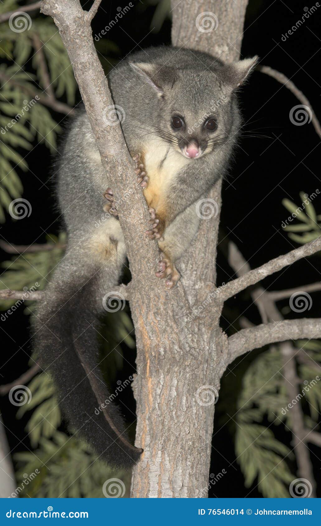Brush tailed Possum. stock photo. Image of night, possum - 76546014