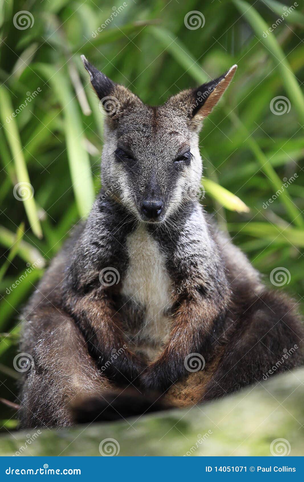Brush-Tailed Rock-Wallaby stock image. Image of brush - 14051071