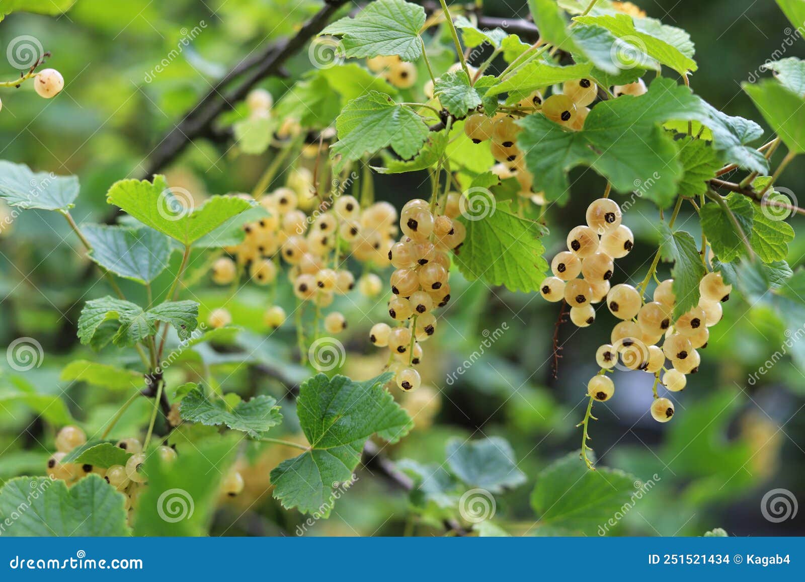 Brush of White Currant Berries and Green Leaves. Ribes Rubrum, White ...