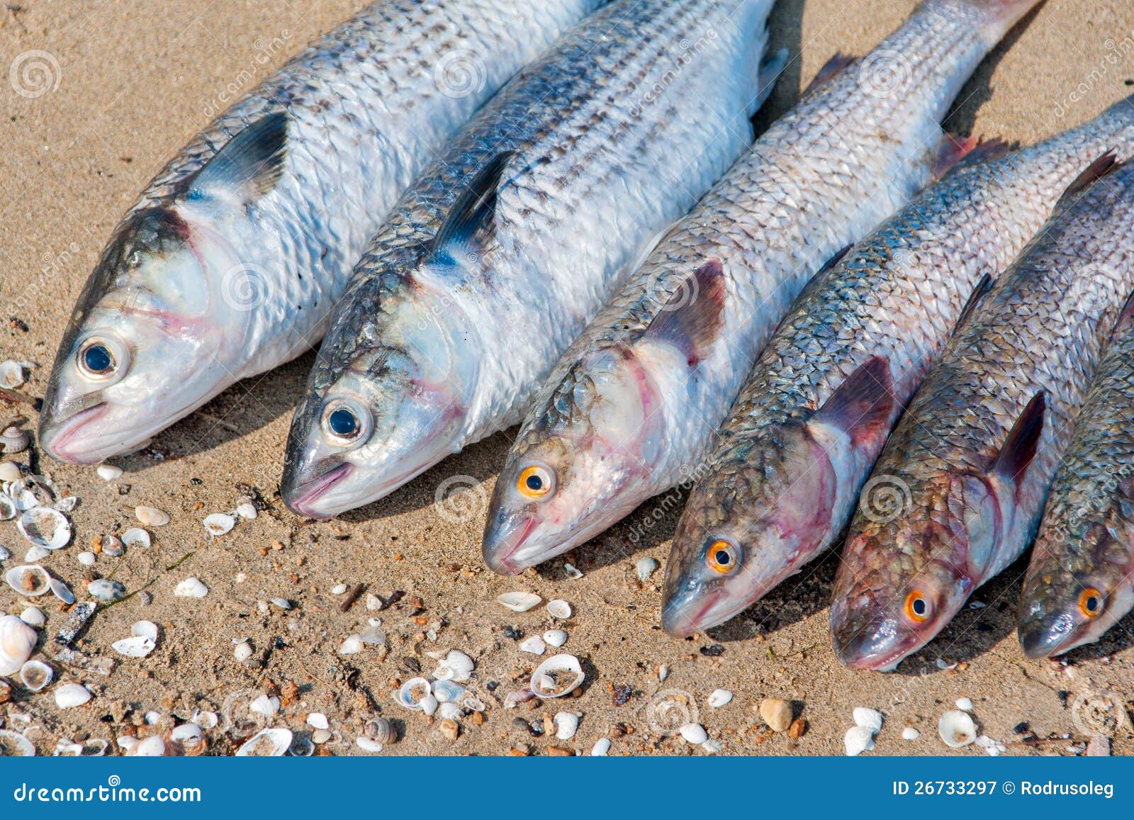 Brushed Fish Ready for Cooking on a Damp Sand Stock Image - Image of ...