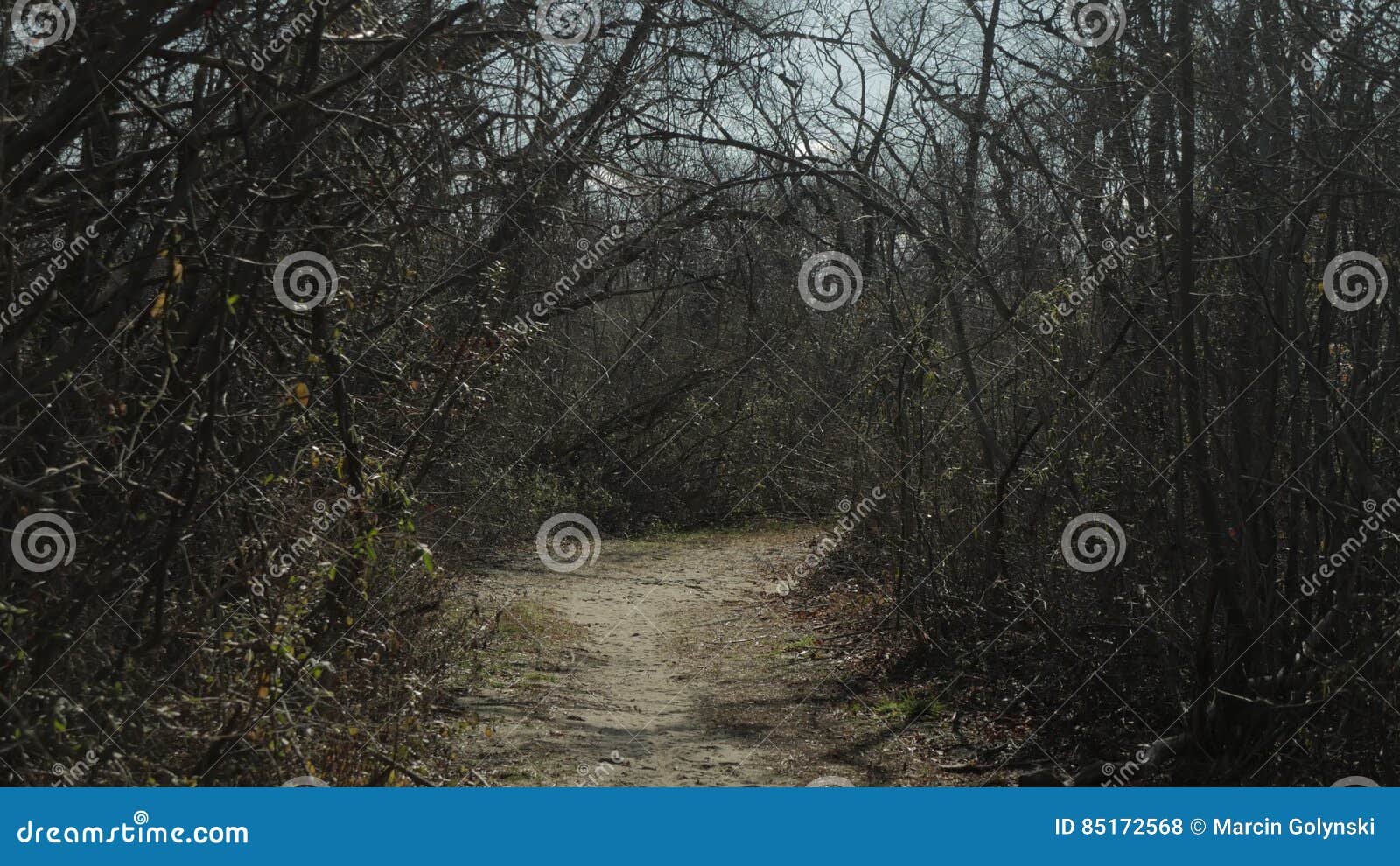 Brushes and Trees with a Path Stock Photo - Image of path, park: 85172568