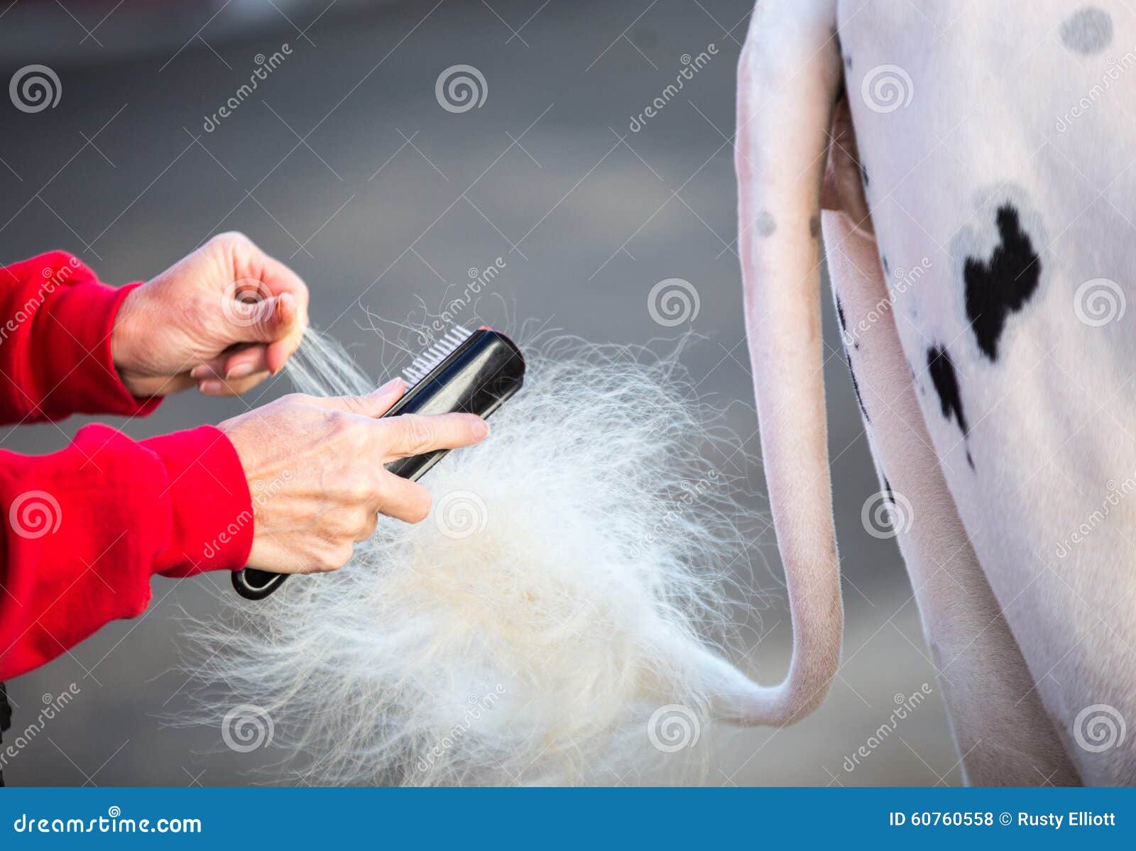 Brushing a cow tail stock photo. Image of hairbrush, domestic - 60760558