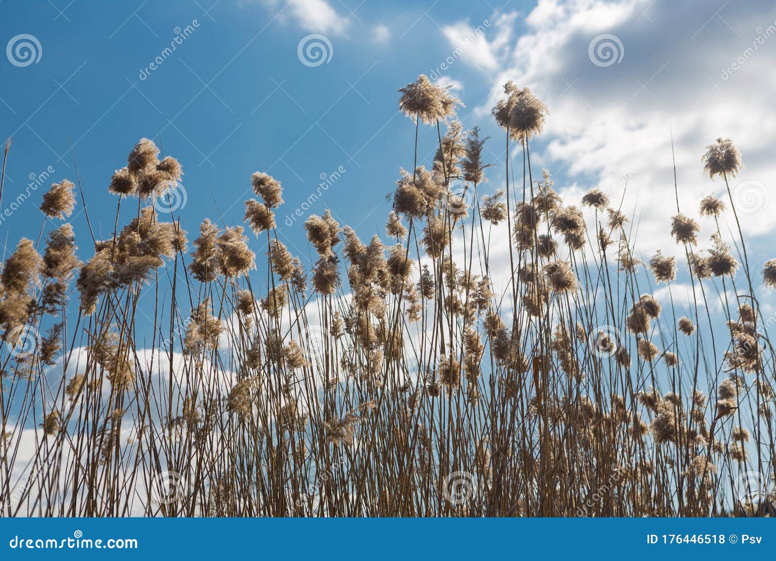 Brushing dry stems of reed stock photo. Image of twig - 176446518