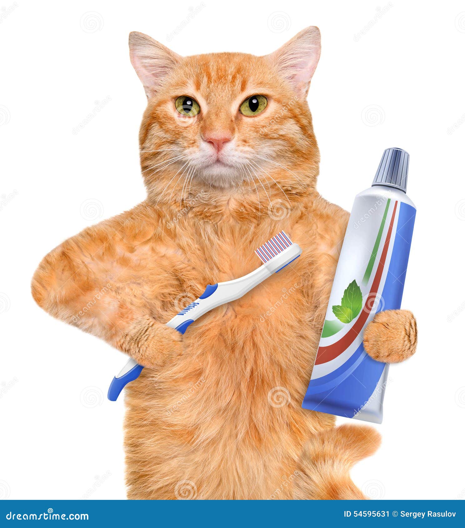 Brushing teeth cat. stock image. Image of kitty, funny - 54595631