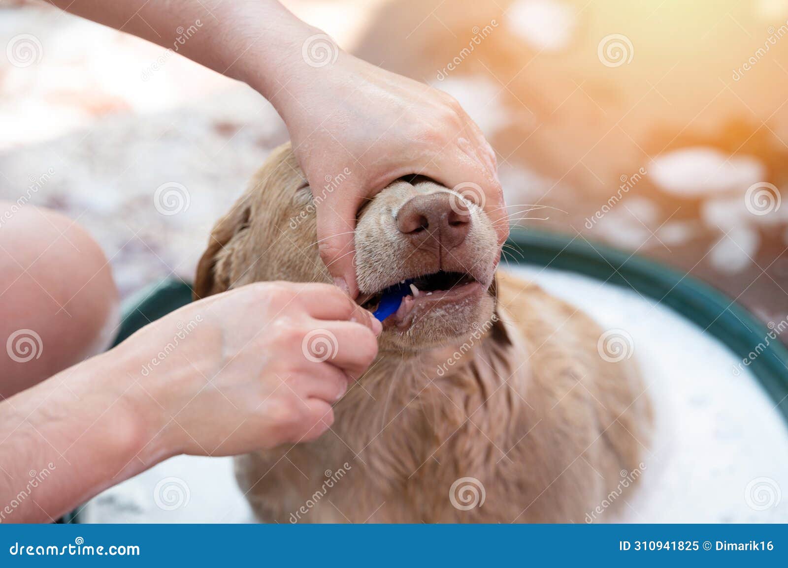 Brushing Teeth of Labrador Dog Stock Image - Image of puppy, dental ...